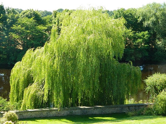 Dream Venue: Tanfield House